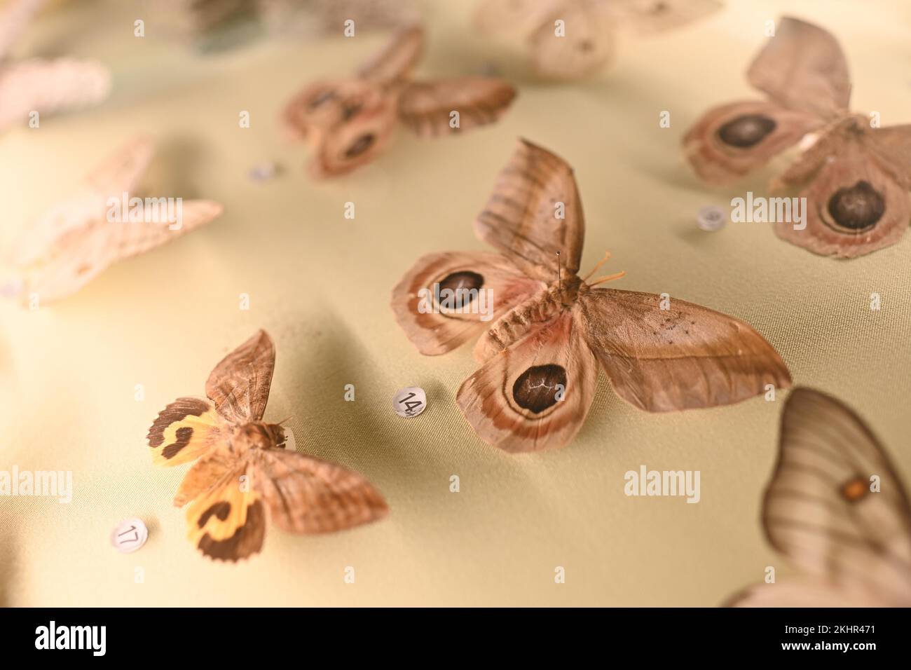 The Chengdu Natural History Museum opens to the public for trial ...