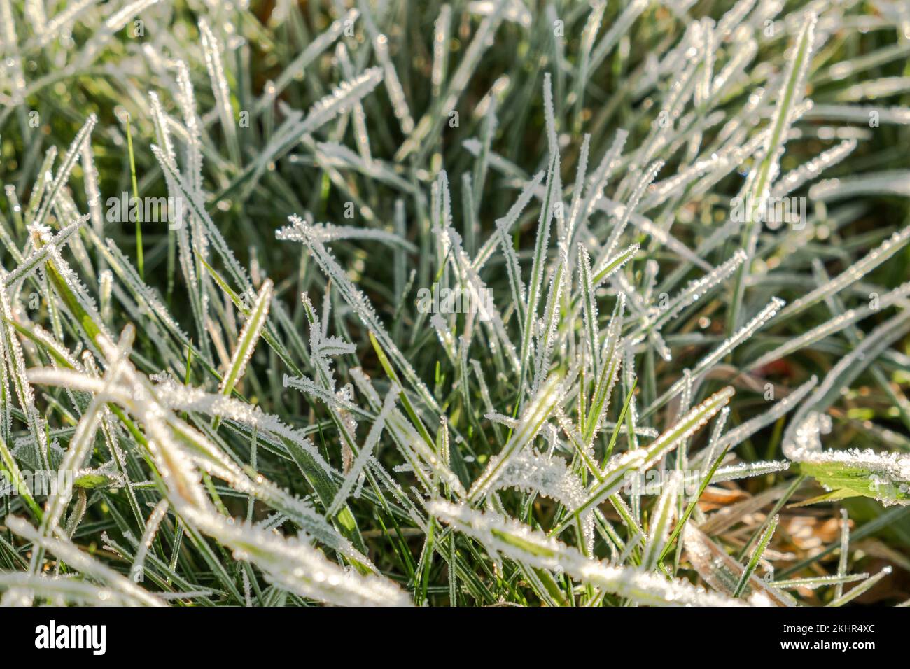 Frosty grass with shiny ice frost in snowy forest park. Plants covered ...