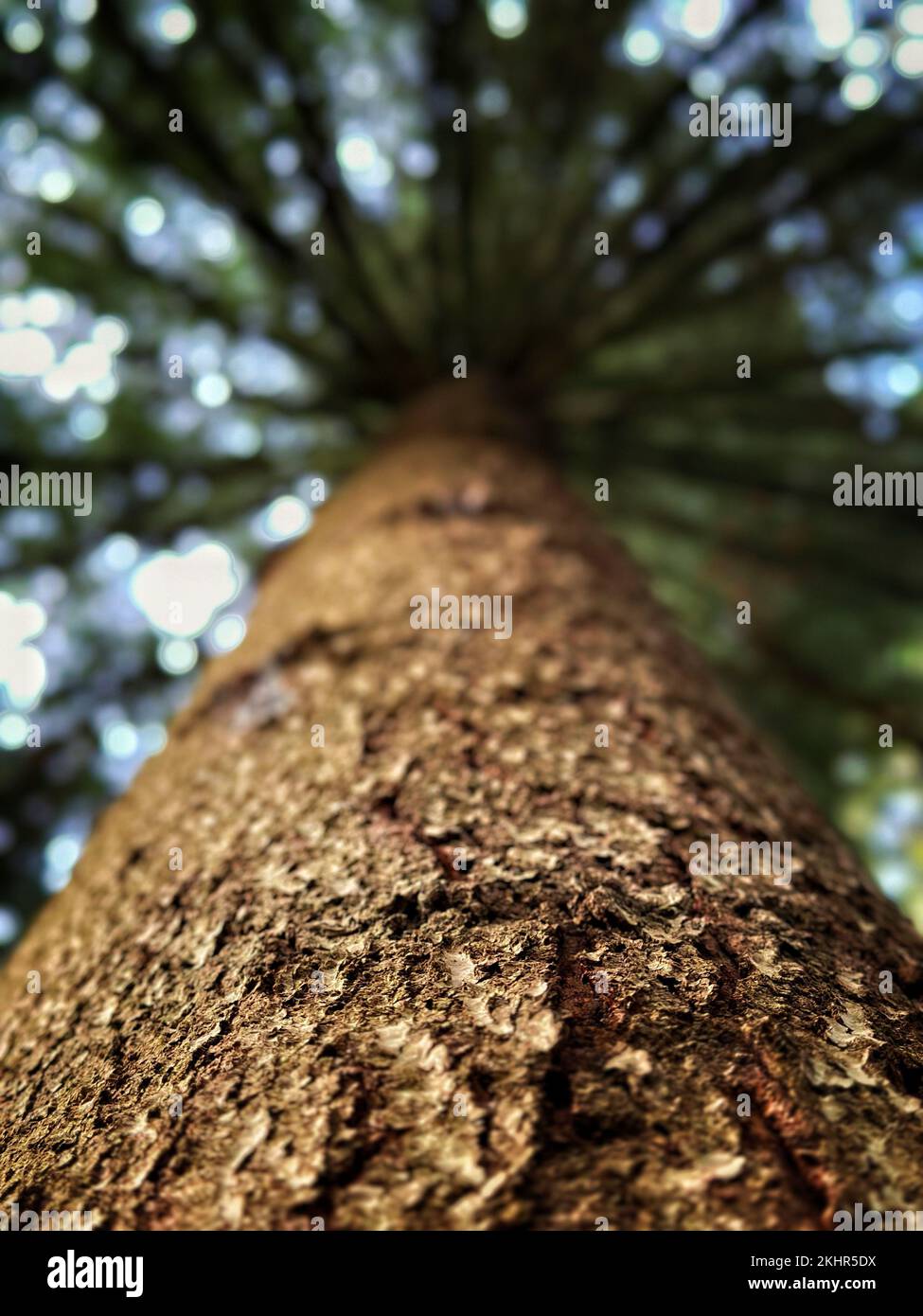 A low-angel close-up shot of tree bark with branches in the background ...