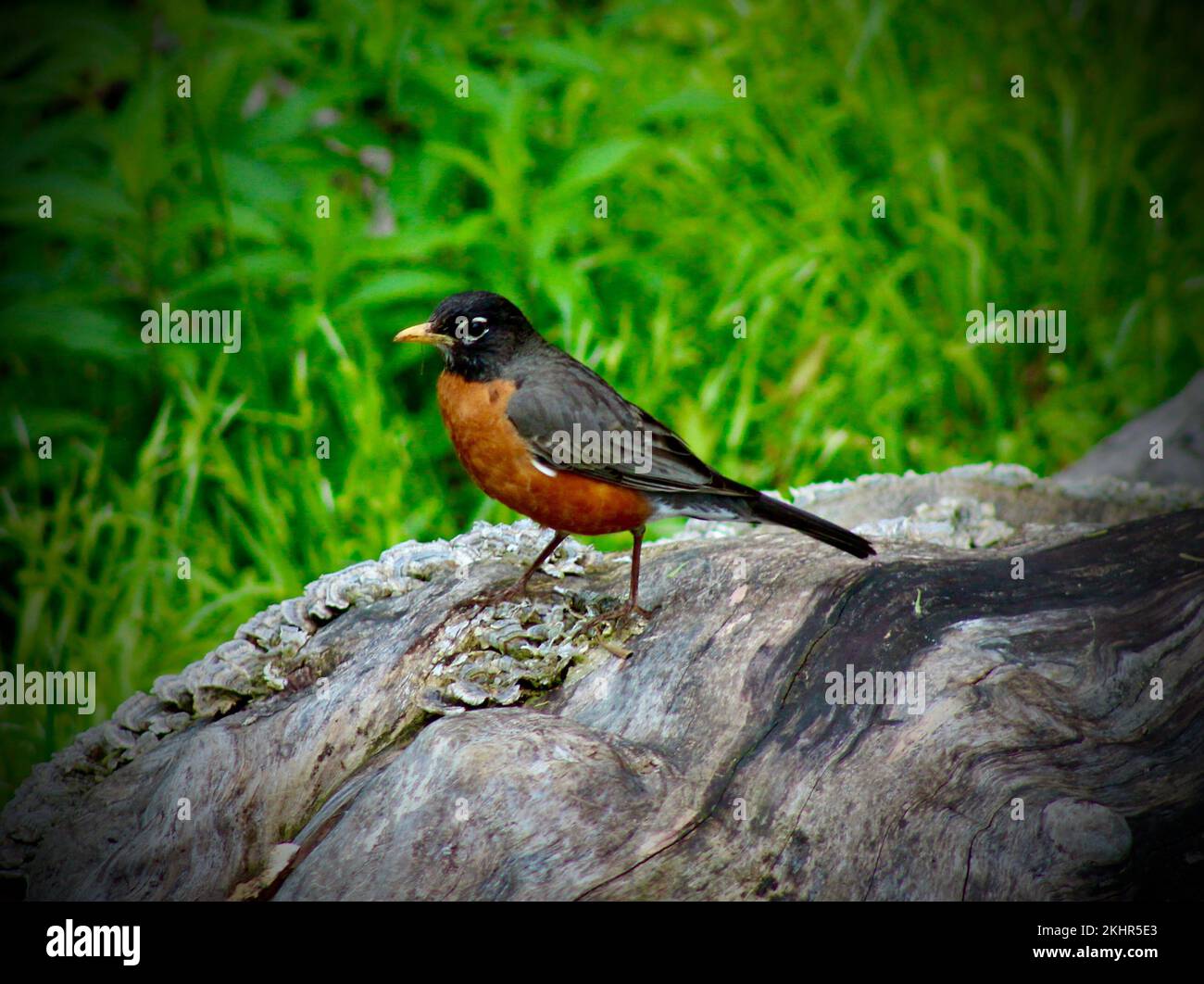 A closeup of an American robin on a stone Stock Photo - Alamy