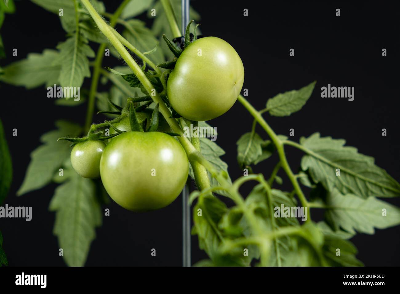 Growing tomatoes from seeds, step by step. Step 12 - lots of green ...