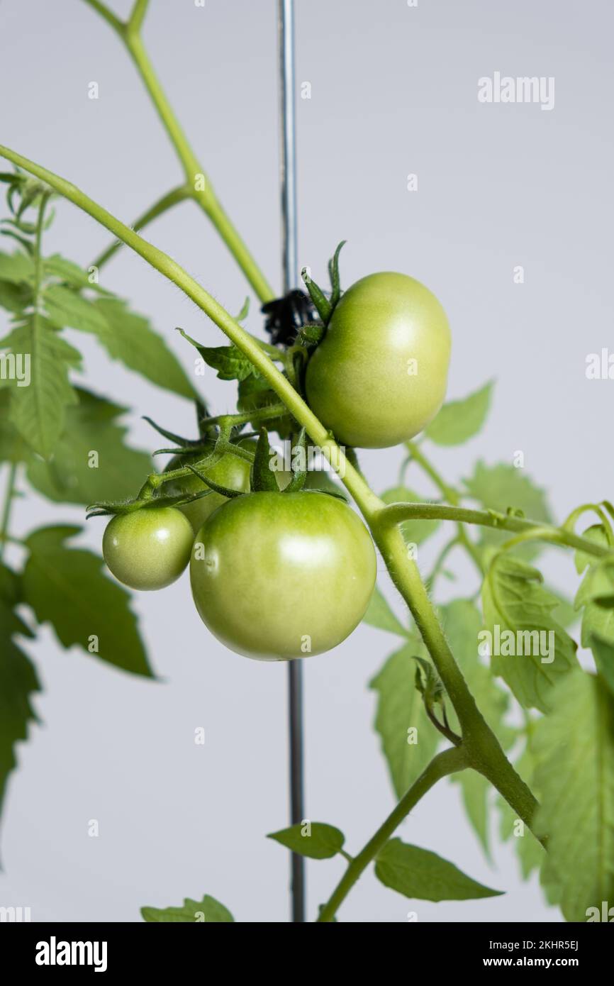 Growing tomatoes from seeds, step by step. Step 12 - lots of green ...