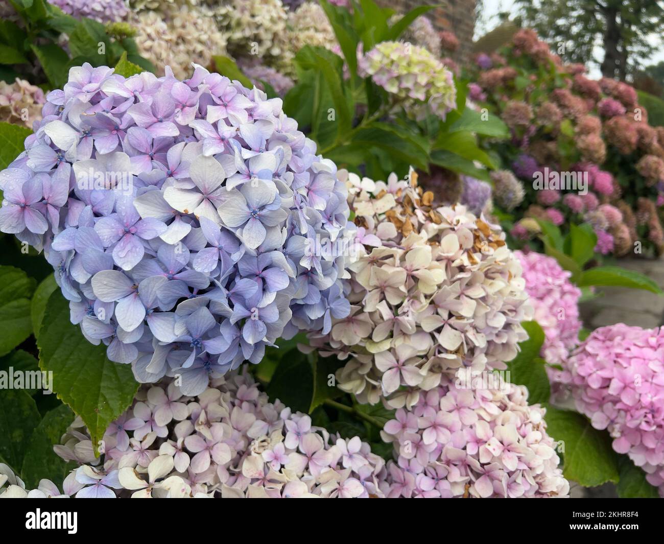 The colorful French hydrangea flower shrubs in a beautiful garden Stock ...