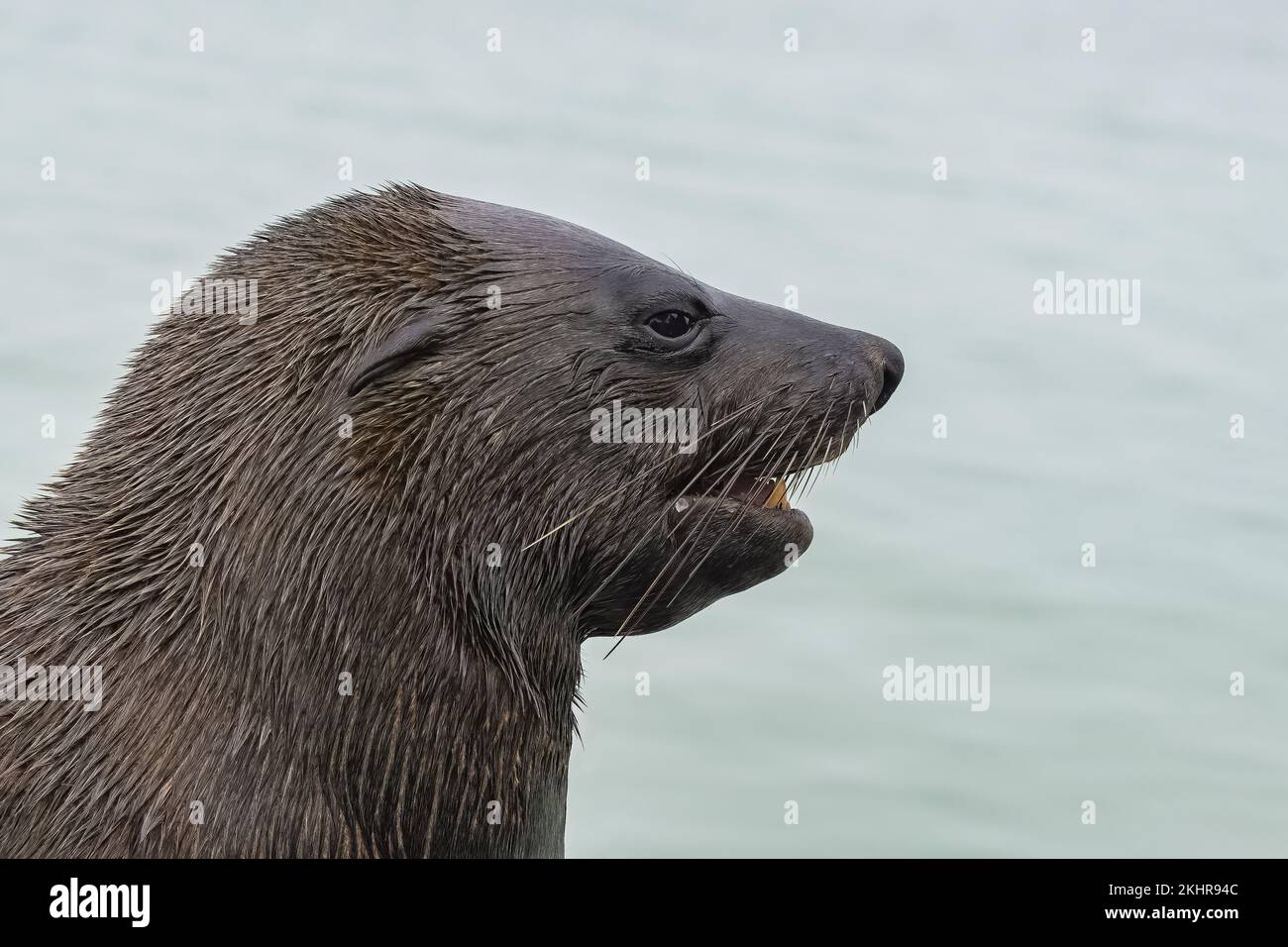 A seal eating a fish with ocean background Stock Photo - Alamy