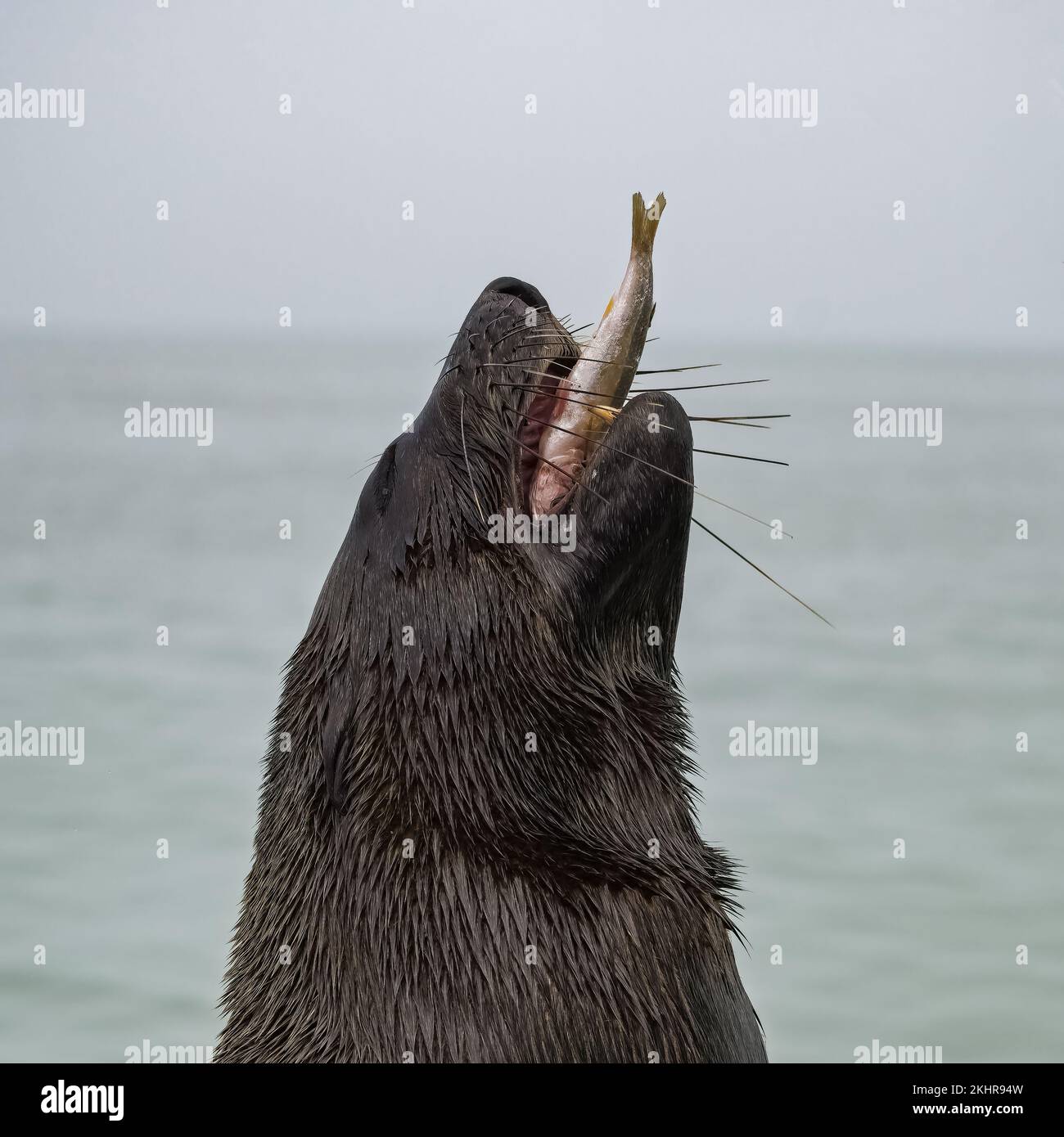 A seal eating a fish with ocean background Stock Photo - Alamy