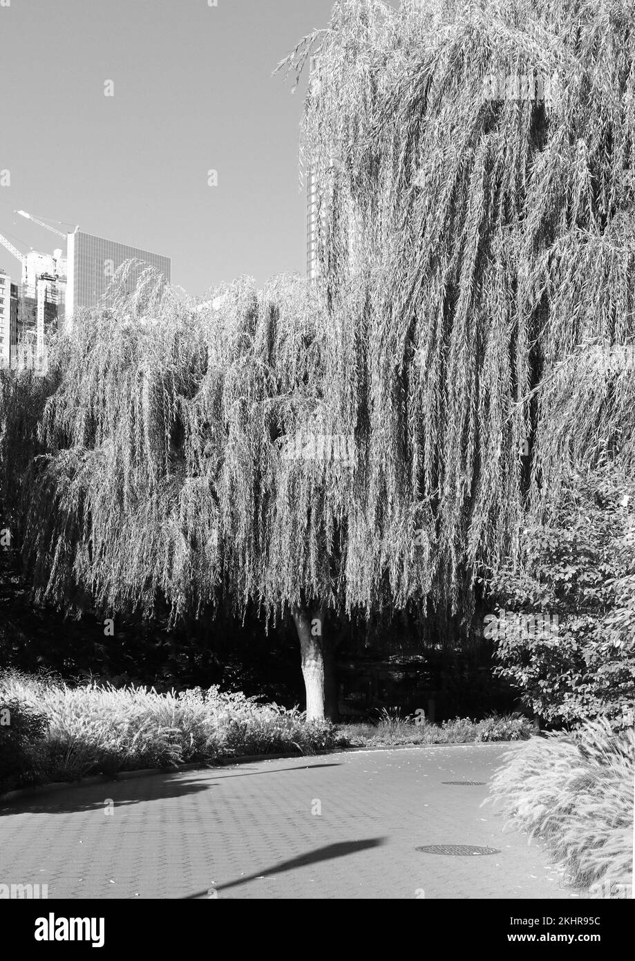 Black And White Photography Willow Tree