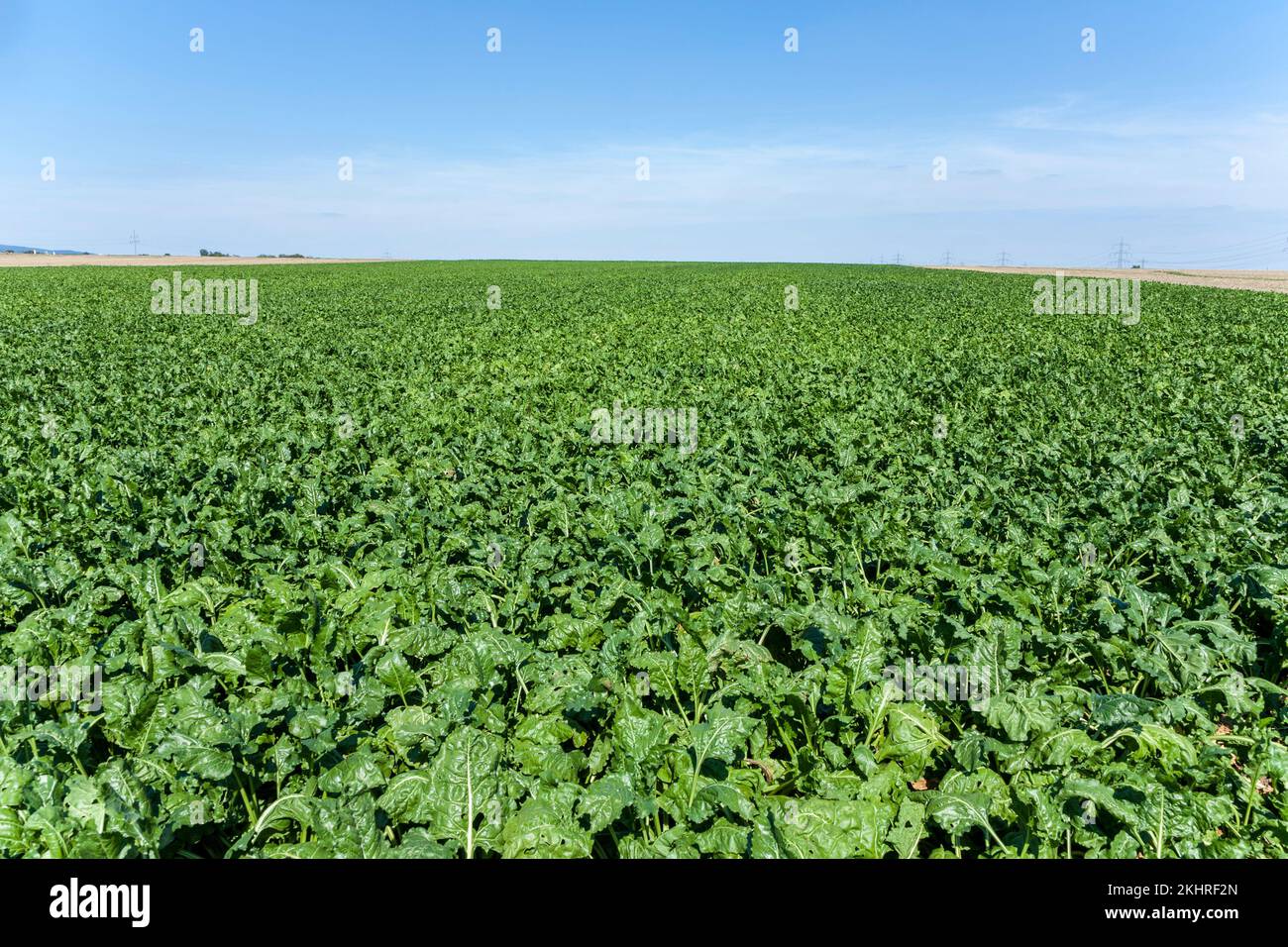 green beets in the field and beautiful sunshine Stock Photo - Alamy