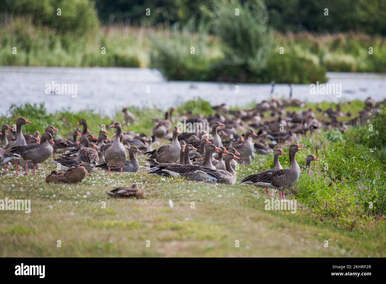Mixed geese hi-res stock photography and images - Alamy