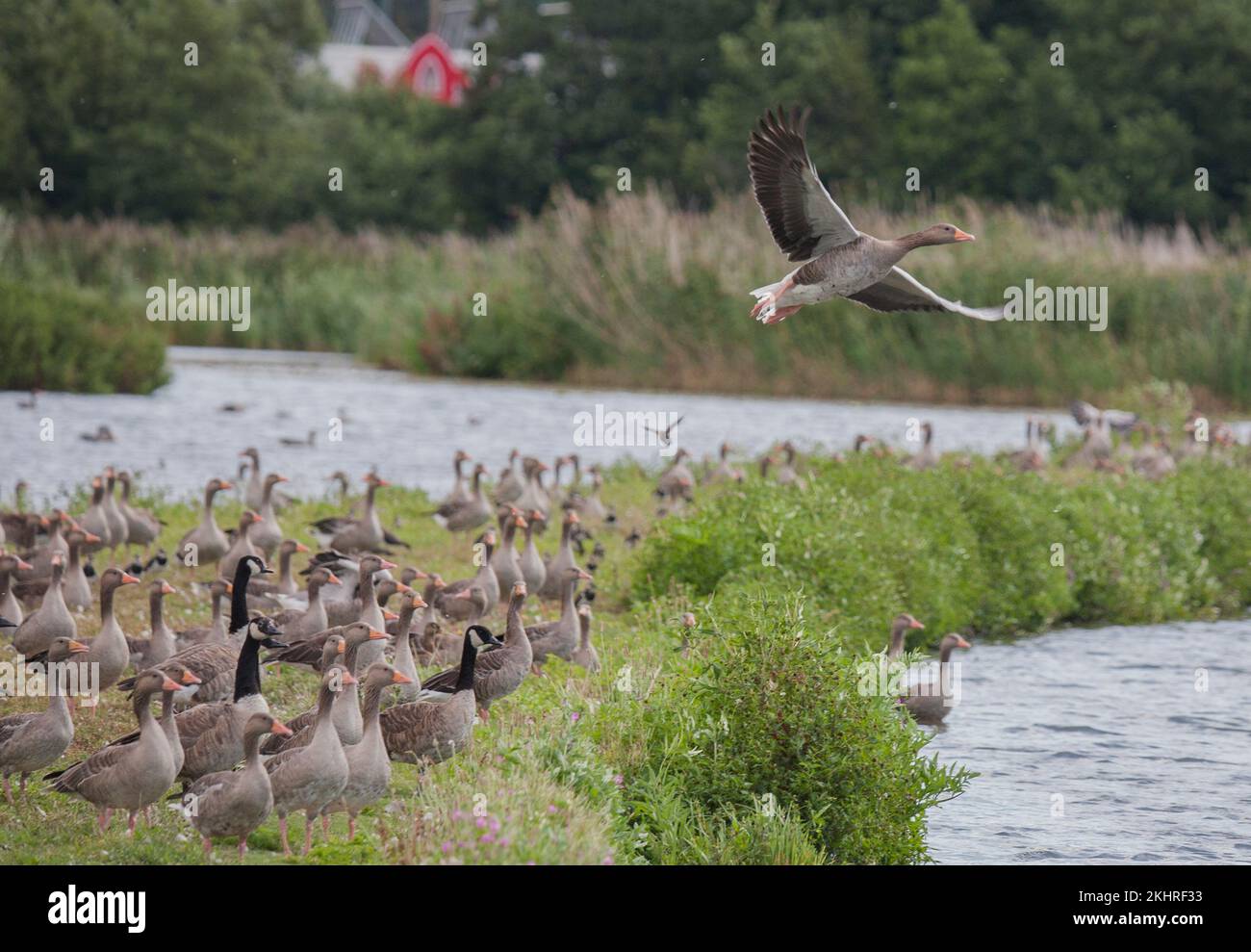 Geese birds fowl hi-res stock photography and images - Alamy