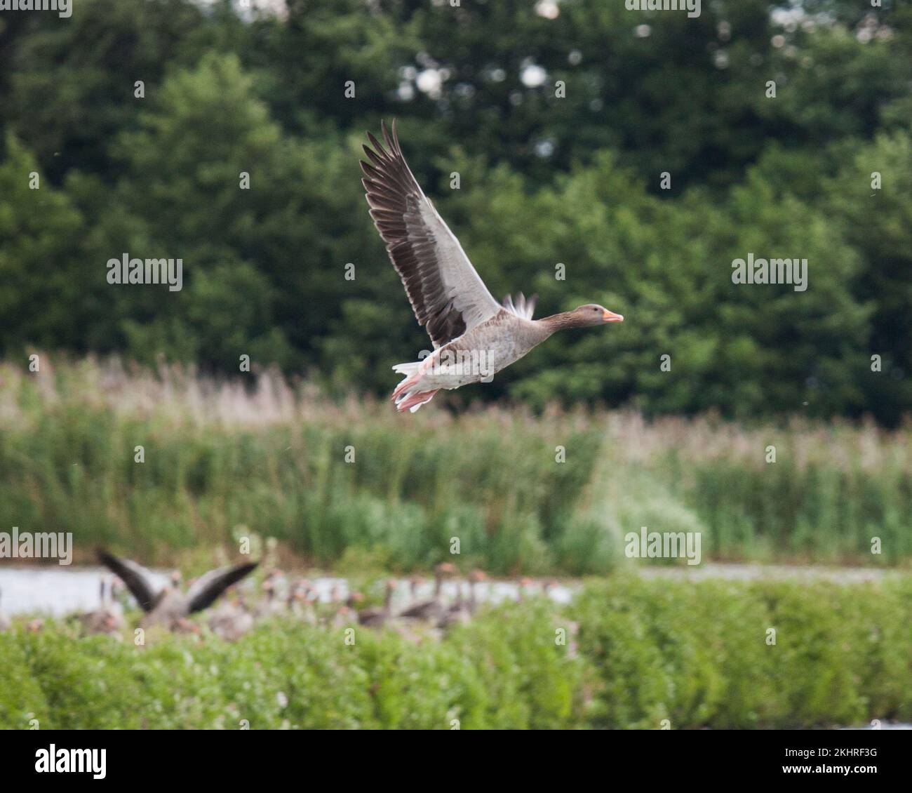 GEESE Anser Anser is flying Stock Photo - Alamy