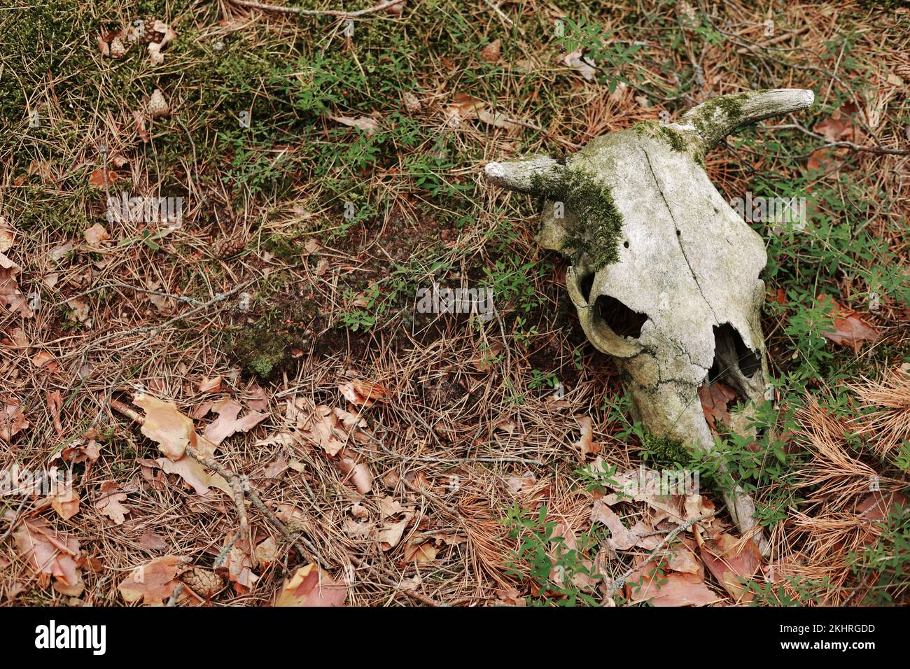 Cow skull lying on the ground. Dried cow skull. Side view. Skull of a ...