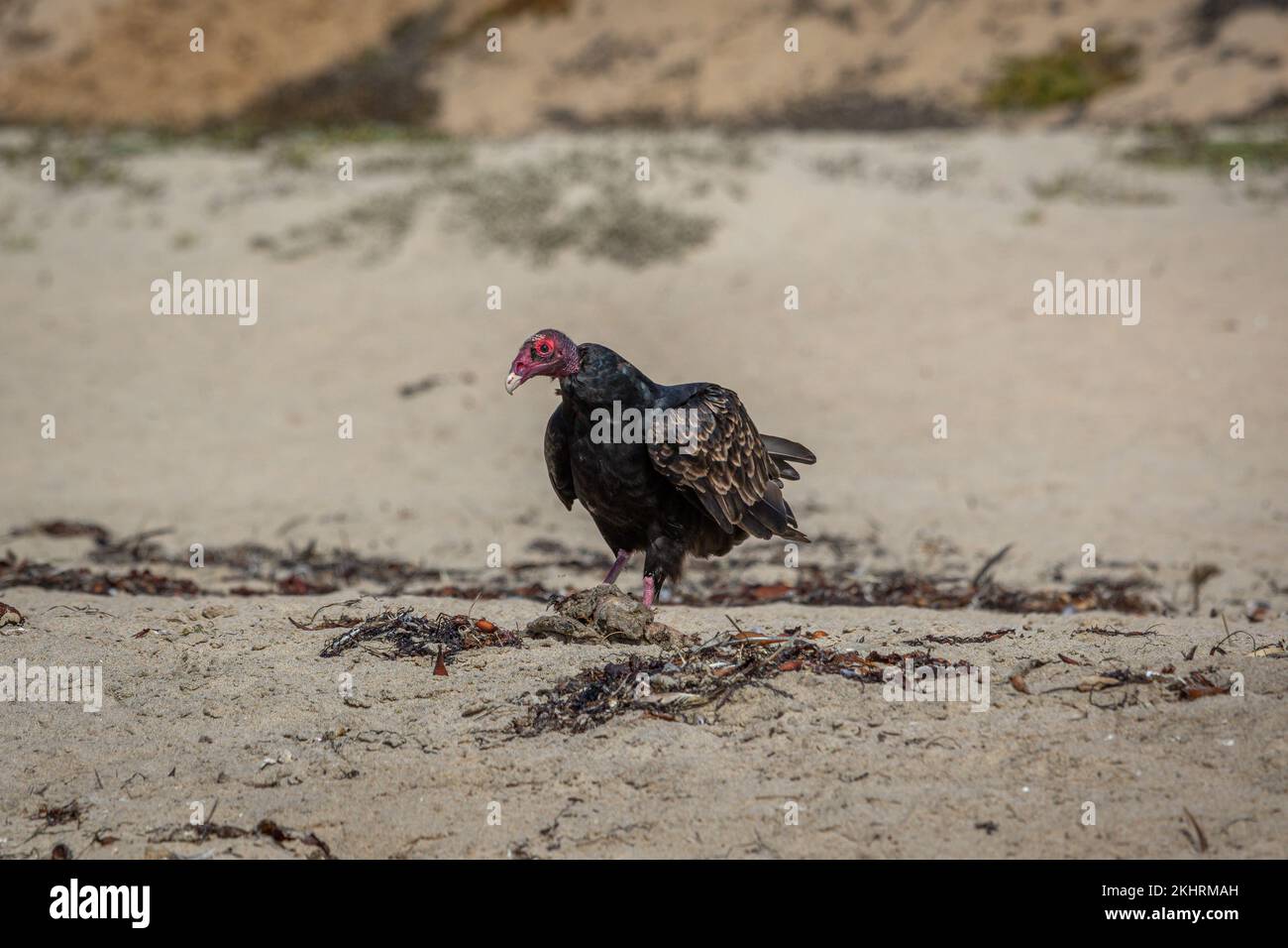 The california condor, the largest north american land bird, feeding ...
