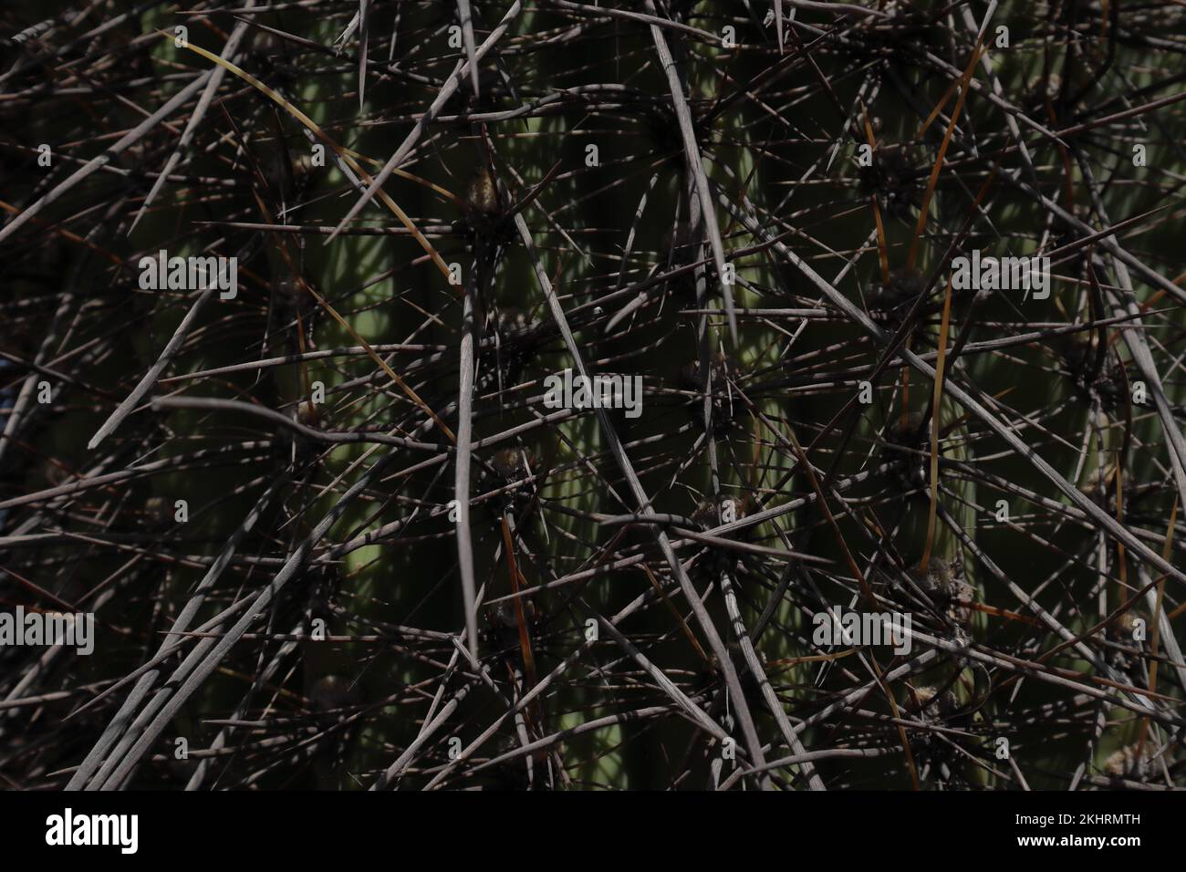 Thorny tree in a desert environment, northern argentina Stock Photo - Alamy