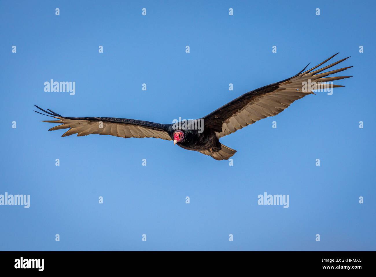 The california condor soaring through the air with a wingspan of 3 ...