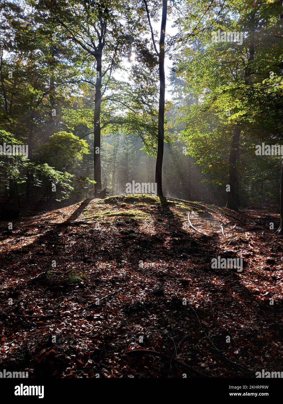 A vertical view of trees in the forest in the sunlight Stock Photo - Alamy
