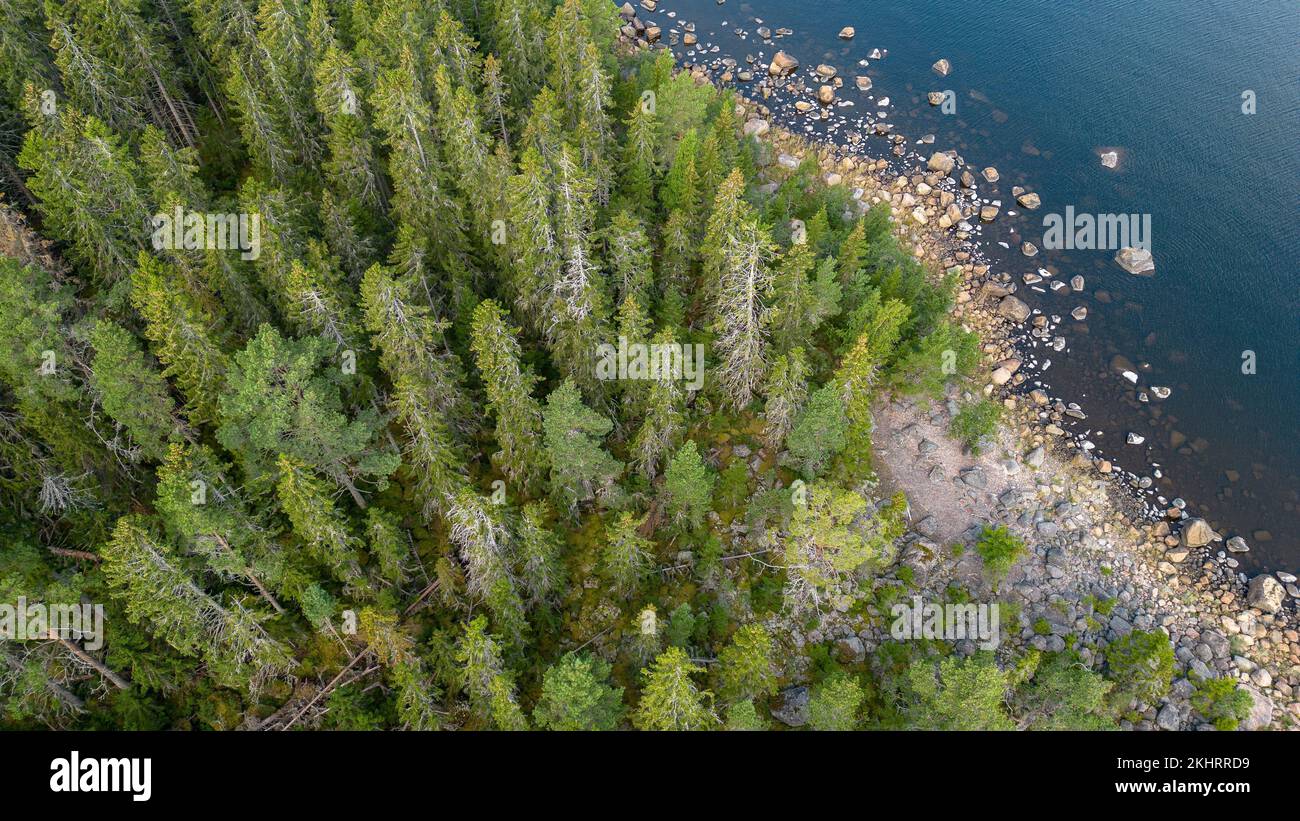 An aerial view of evergreen trees on the shore of the calm lake in ...
