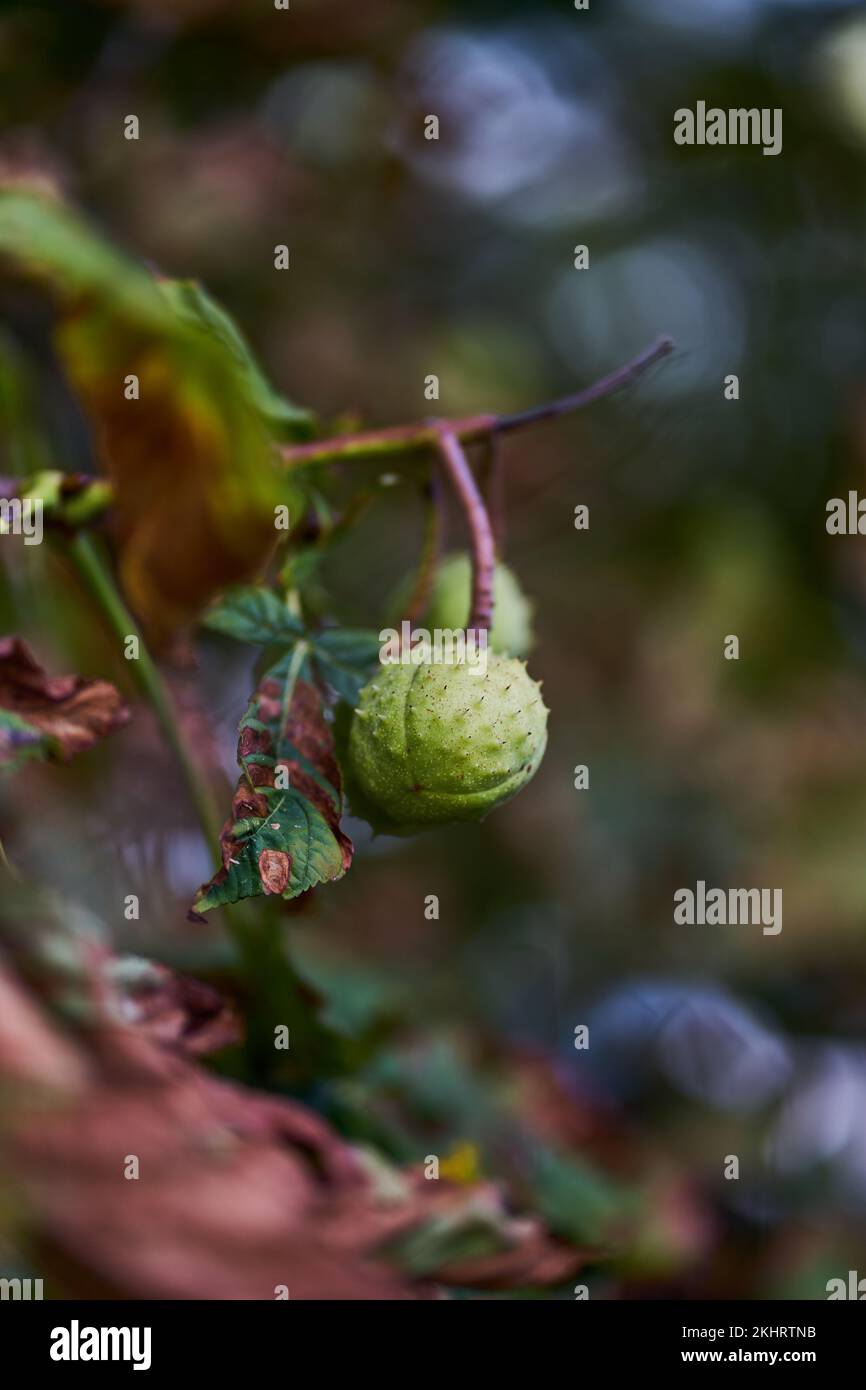 A closeup of an unripe chestnut on the tree branch against the blurred ...