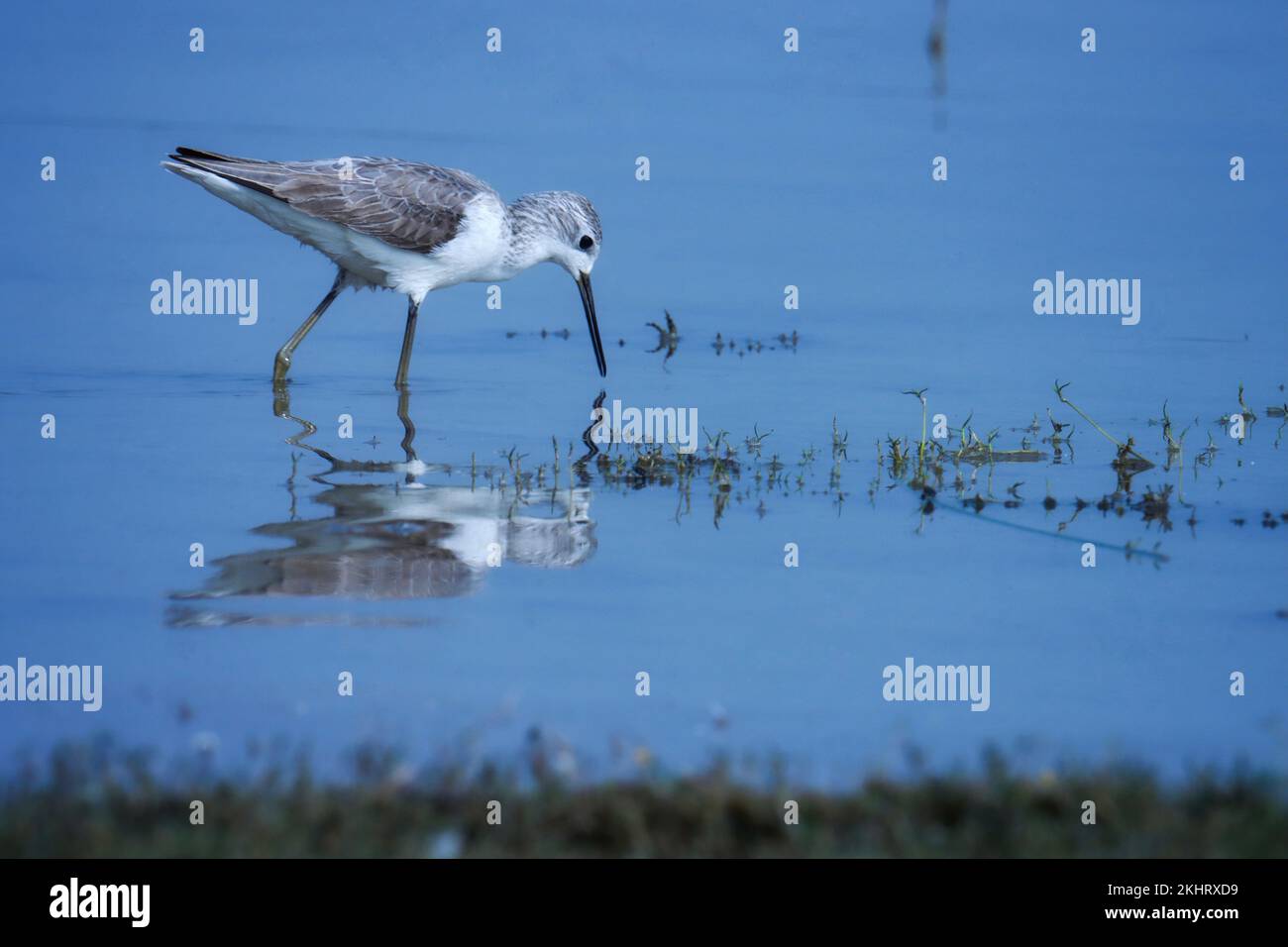 Marsh sandpiper, Tringa stagnatilis, water bird foraging in river water ...