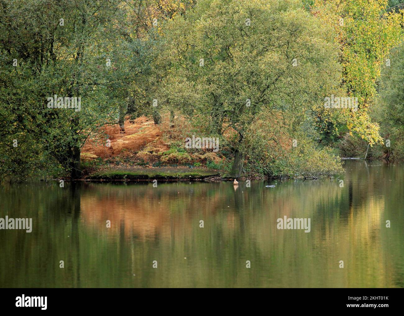Fair Oak Pool with autumnal colours of Cannock Chase woodland in a ...