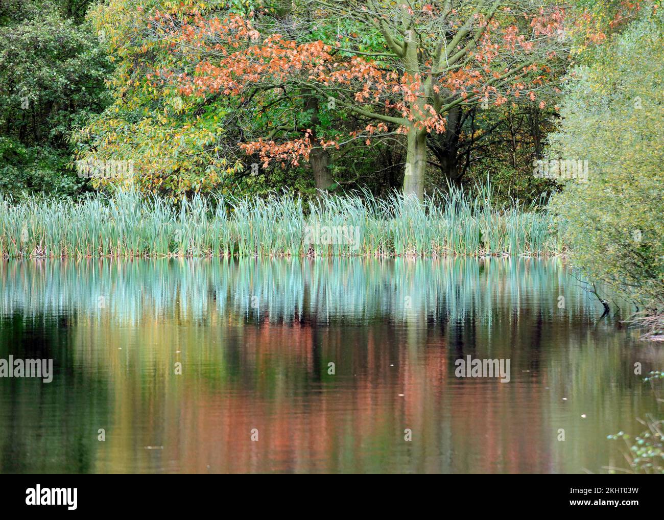 Fair Oak Pool with autumnal colours of Cannock Chase woodland in a ...