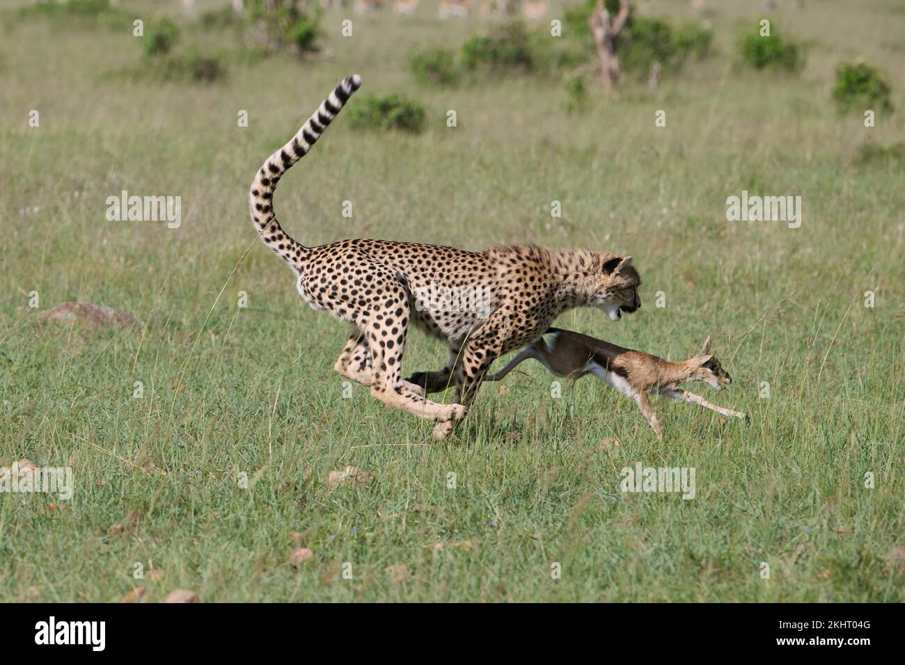 Baby impala hunt hi-res stock photography and images - Alamy