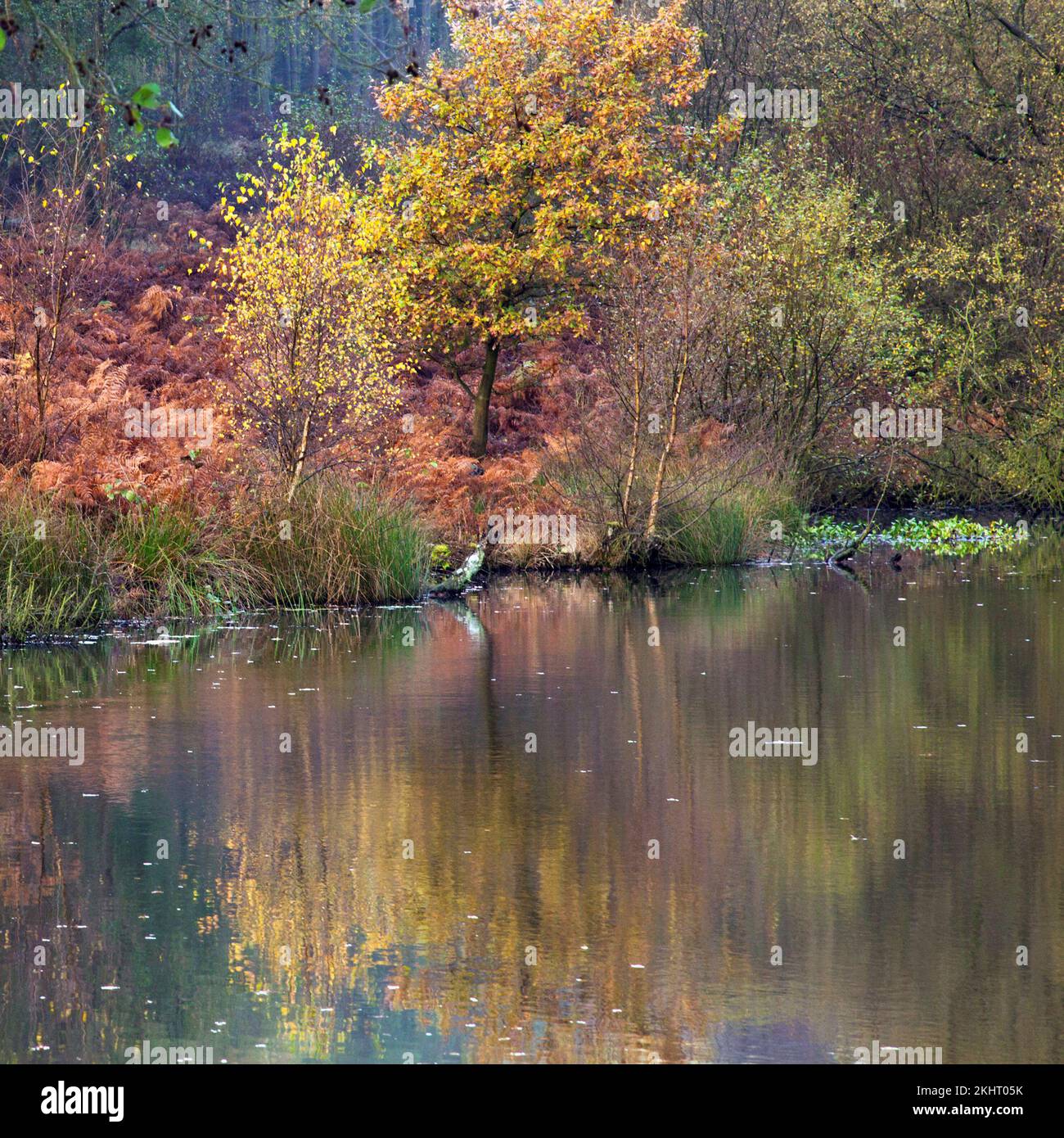 Horse Pasture Pool in autumn on Cannock Chase an Area of Outstanding ...