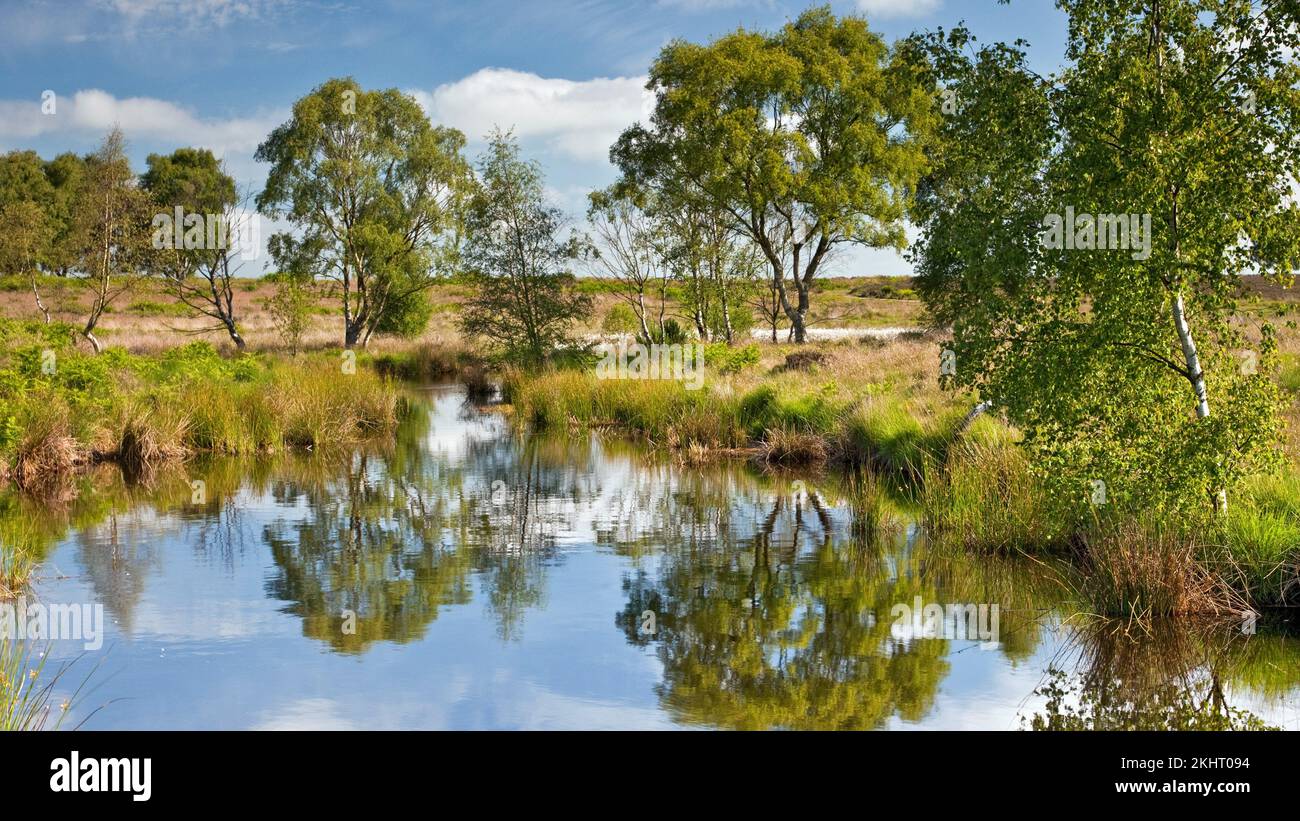 Womere pool in early summer Cannock Chase Country Park AONB (area of ...