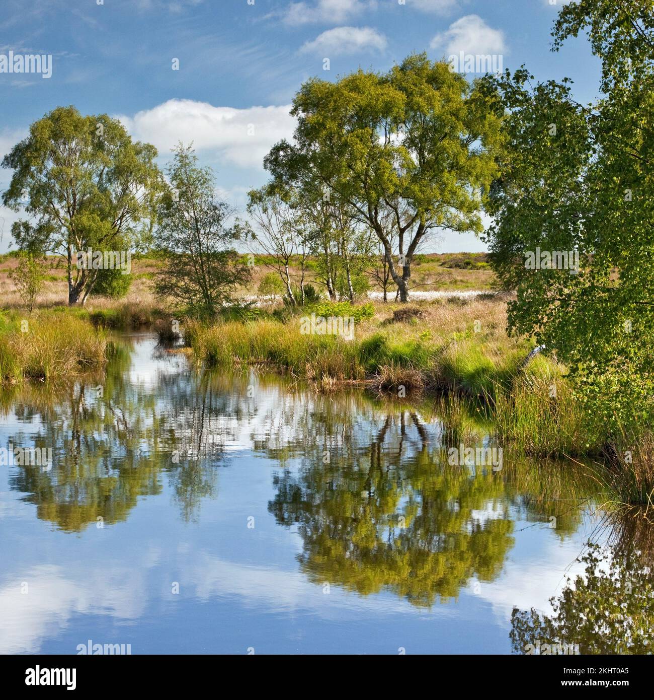 Womere pool in early summer Cannock Chase Country Park AONB (area of ...