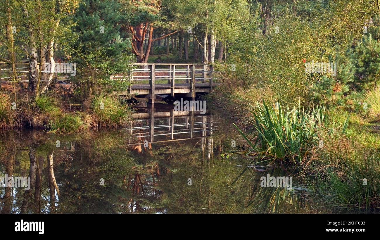 Pool with bridge in Brindley Valley in late summer September on Cannock ...