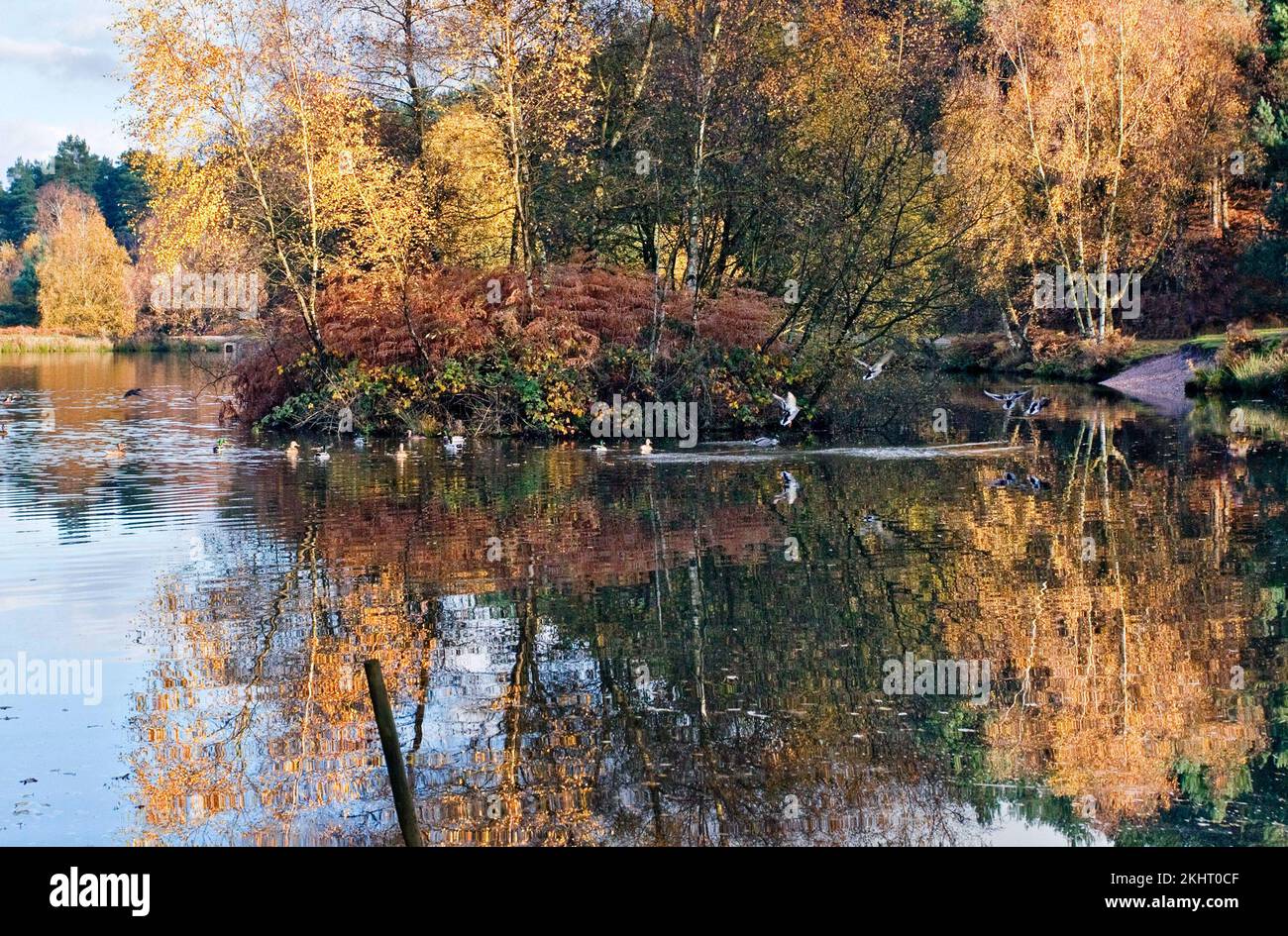 Fair Oak pool in late autumn Cannock Chase AONB (area of outstanding ...