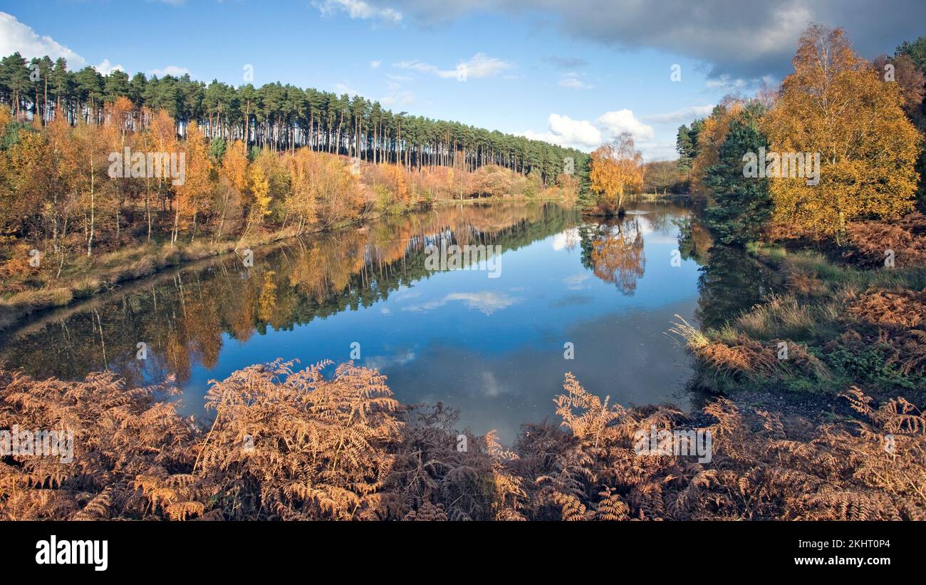Fair Oak pool in late autumn Cannock Chase AONB (area of outstanding ...