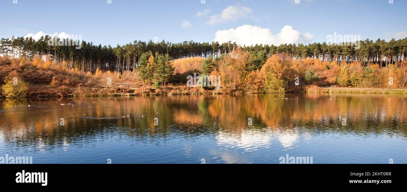 Forest at Fair Oak pool in late autumn Cannock Chase AONB (area of ...