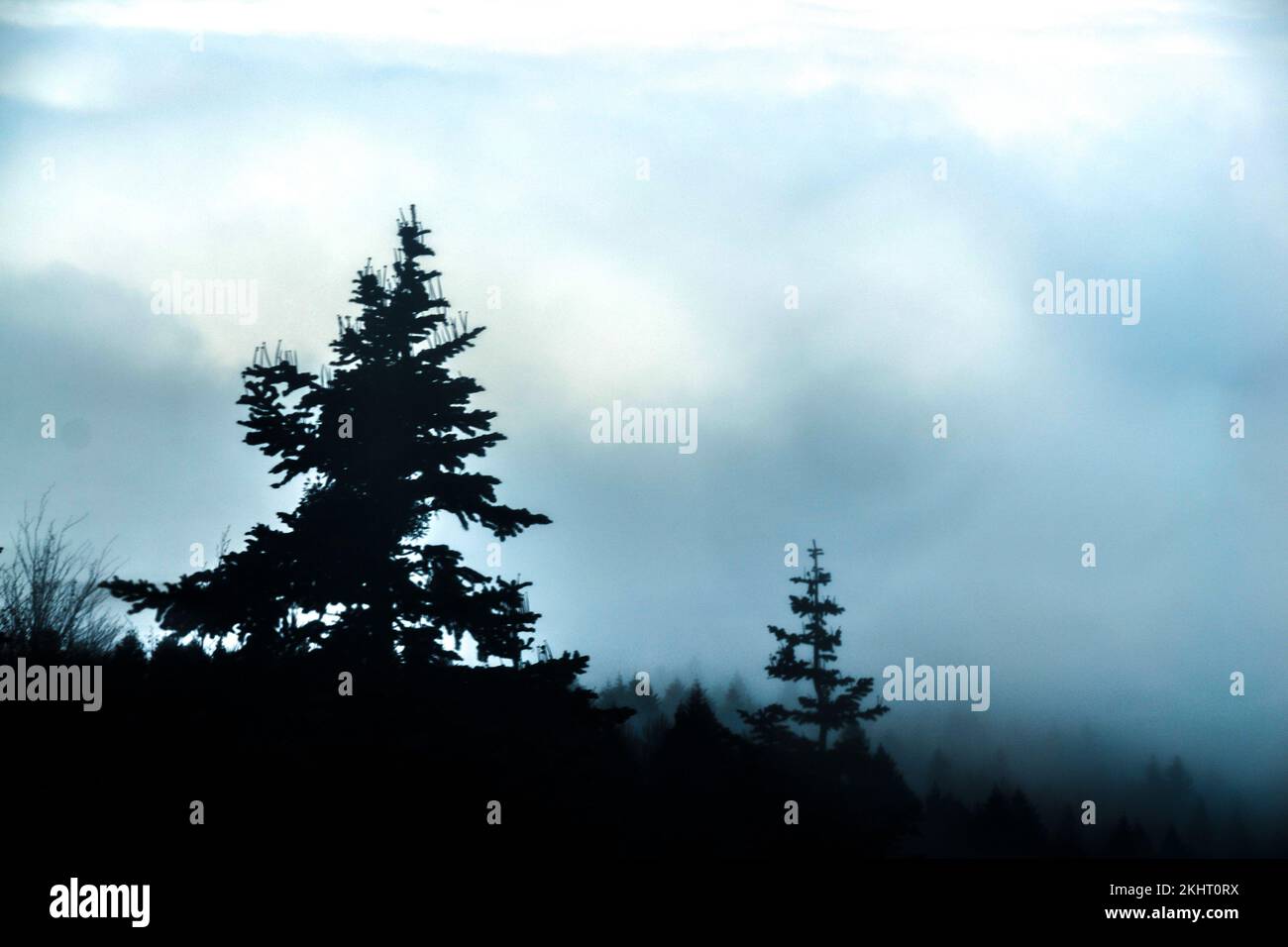 mountain peak pine trees smoke fog atmosphere hill valley background ...