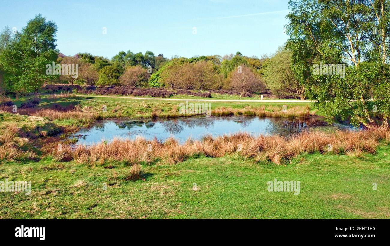Mere on Milford Hills in April spring season on Cannock Chase Country ...