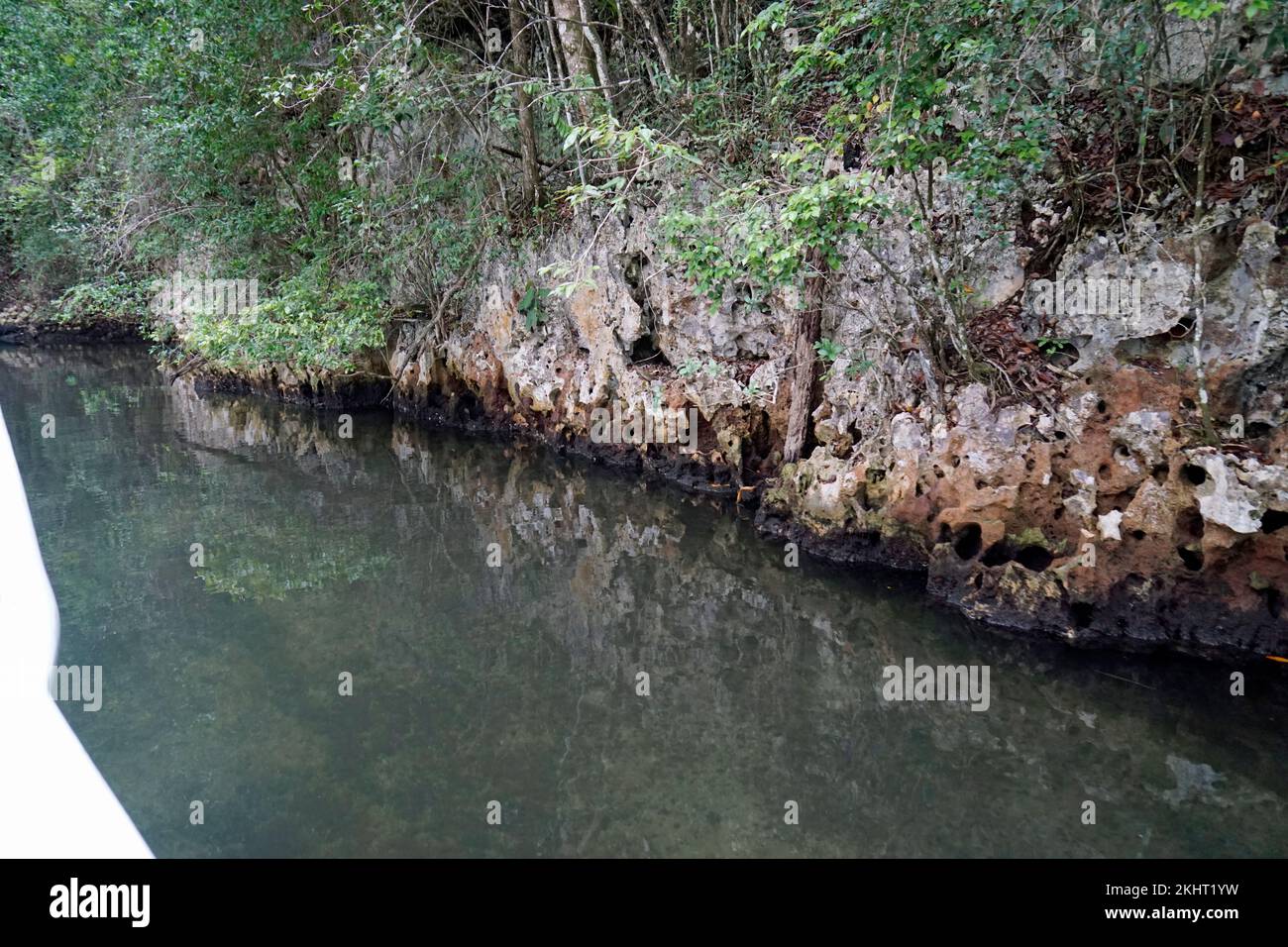 mangrove forest in the national park los haitises in the dominican ...