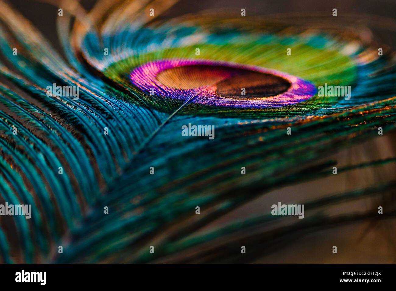Bright shiny peacock feather closeup. Feather background. Peafowl ...