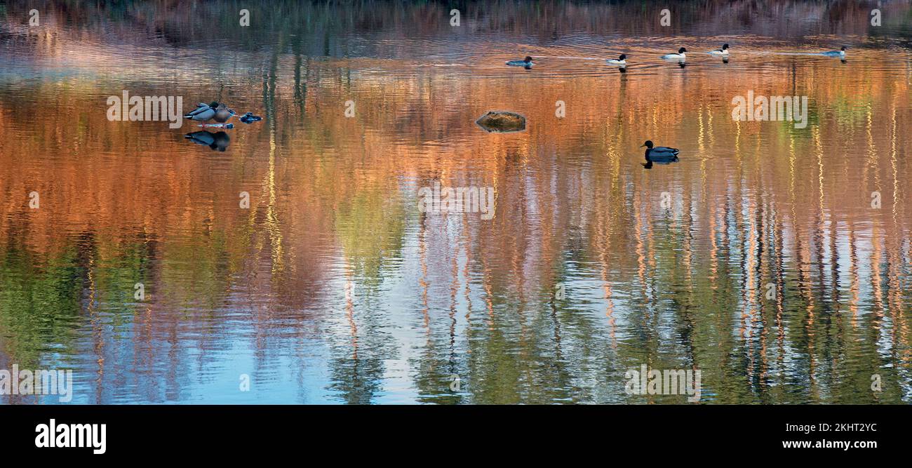 Reflections in late autumn on Fair Oak Pool on Cannock Chase AONB Area ...