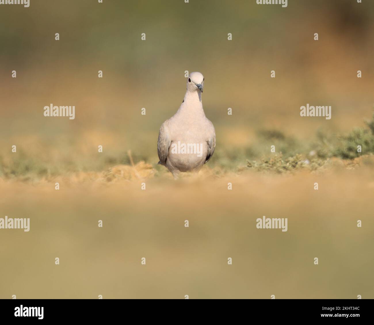 Closeup details of Ring necked dove. Cape turtle dove or Half collared ...