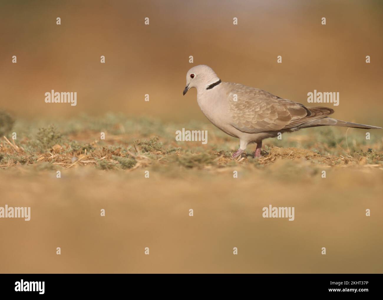 Closeup details of Ring necked dove. Cape turtle dove or Half collared ...