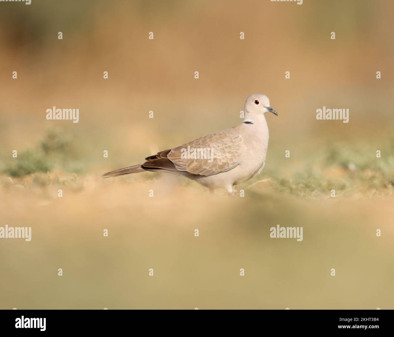 Closeup details of Ring necked dove. Cape turtle dove or Half collared ...