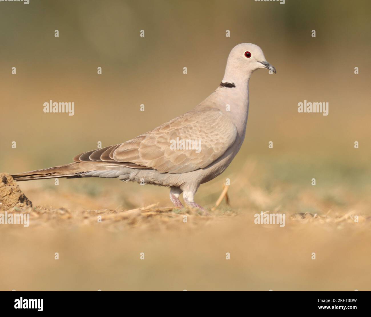 Closeup details of Ring necked dove. Cape turtle dove or Half collared ...