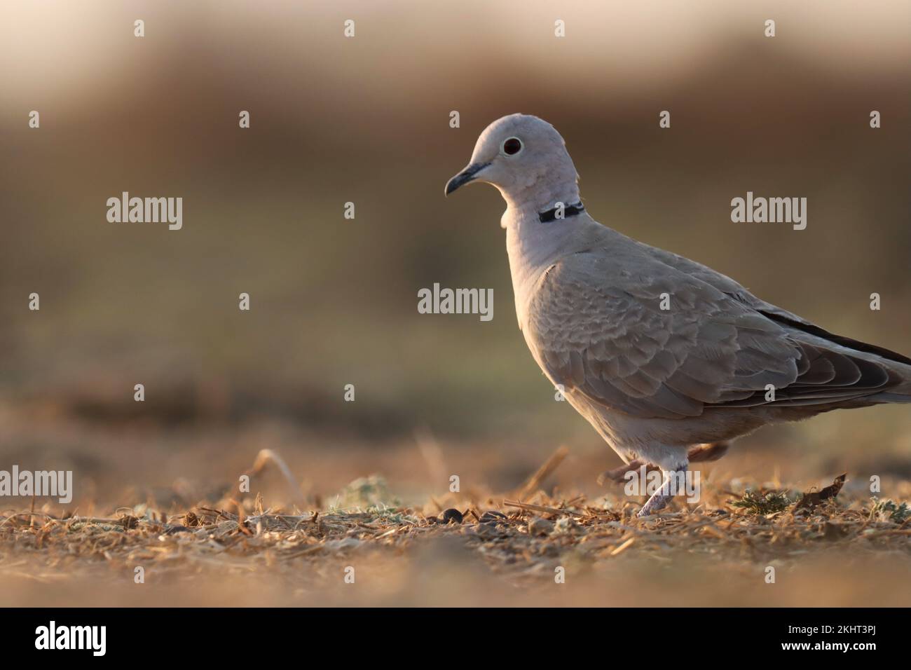 Closeup details of Ring necked dove. Cape turtle dove or Half collared ...