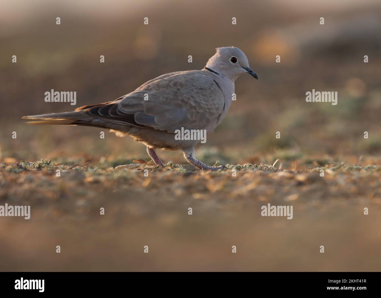 Closeup details of Ring necked dove. Cape turtle dove or Half collared ...