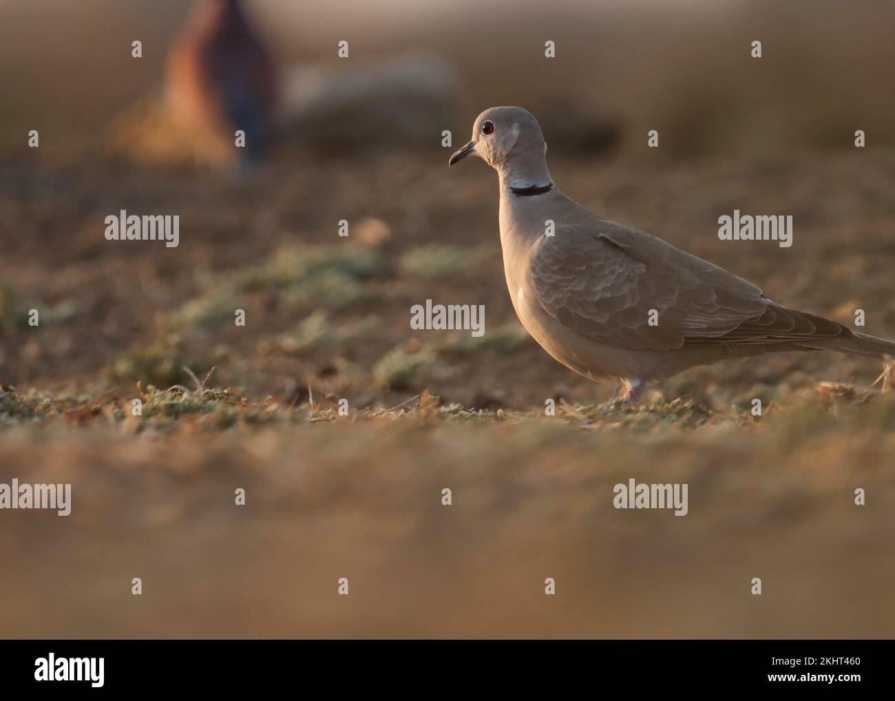 Closeup details of Ring necked dove. Cape turtle dove or Half collared ...