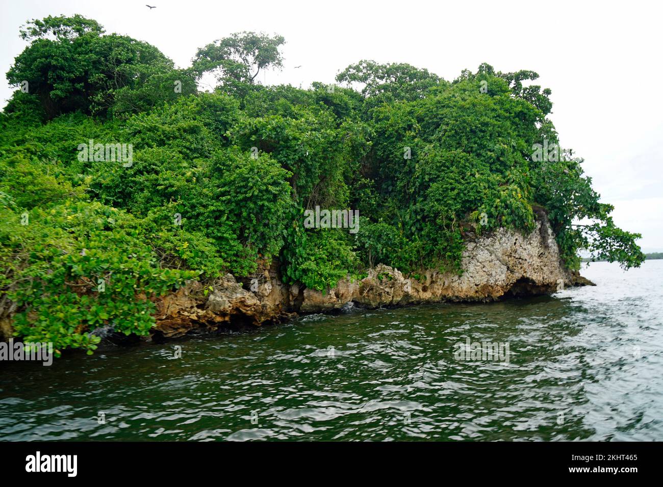 green bird island in the los haitises national park in the dominican ...