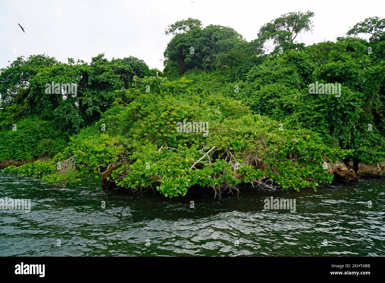 green bird island in the los haitises national park in the dominican ...