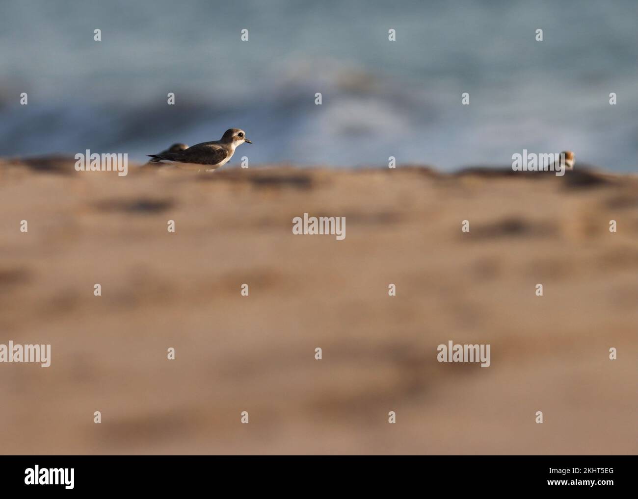 Plover on the beach. Lesser sand plover, Charadrius mongolus, perching ...