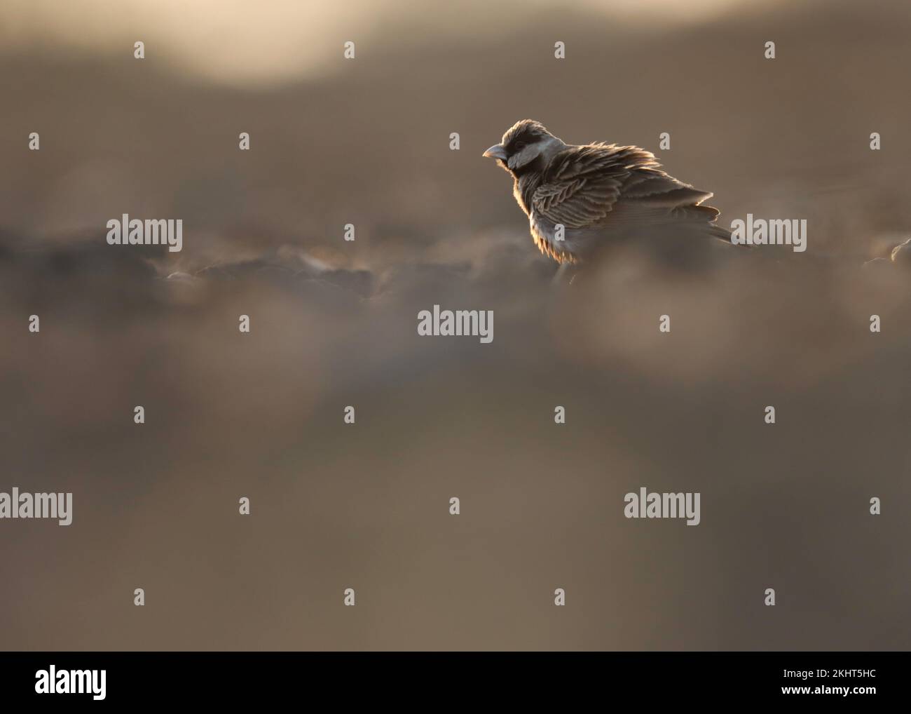Ashy crowned sparrow lark, Eremopterix griseus, perching on the ground ...