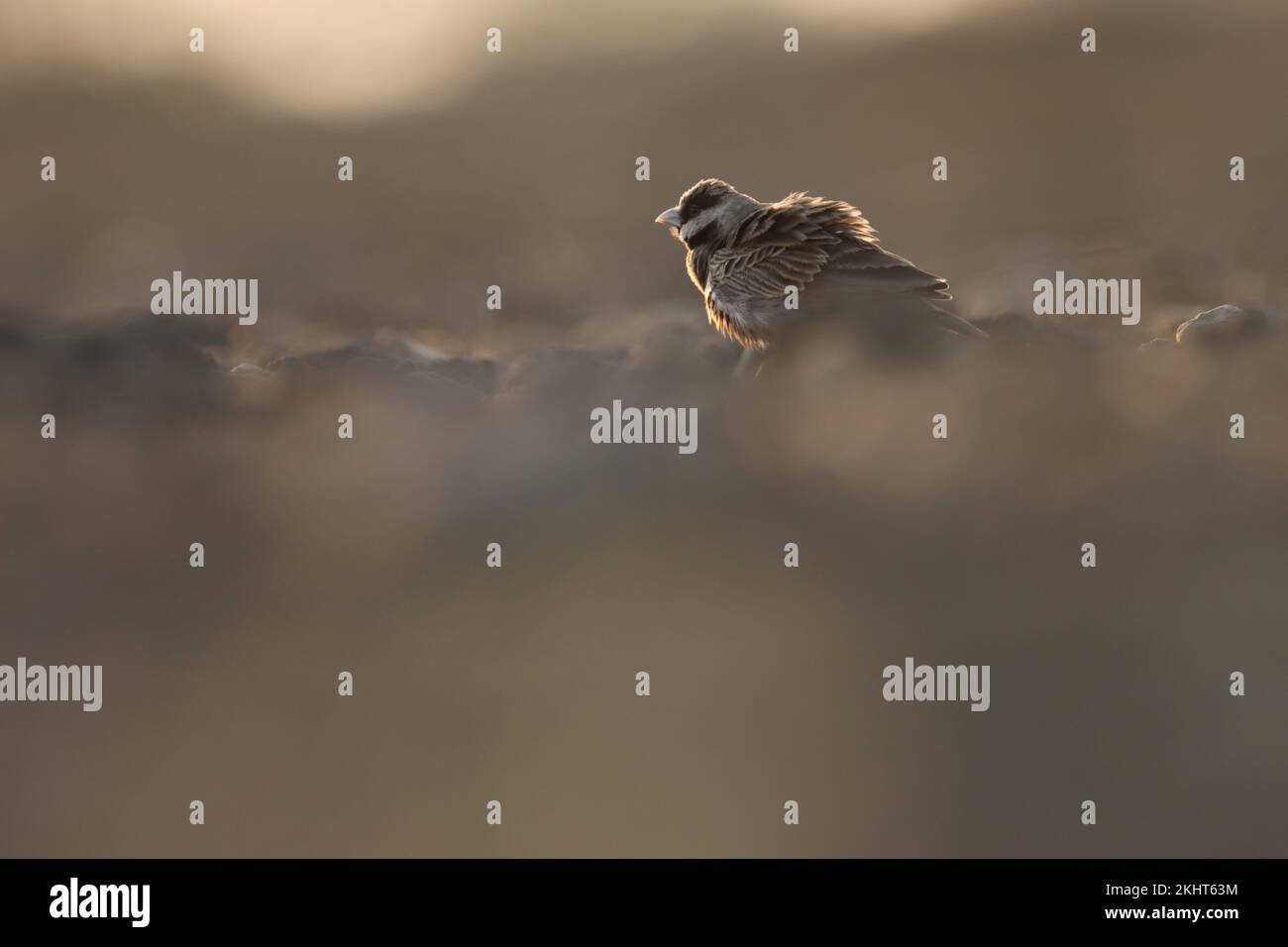Side view of bird hi-res stock photography and images - Alamy