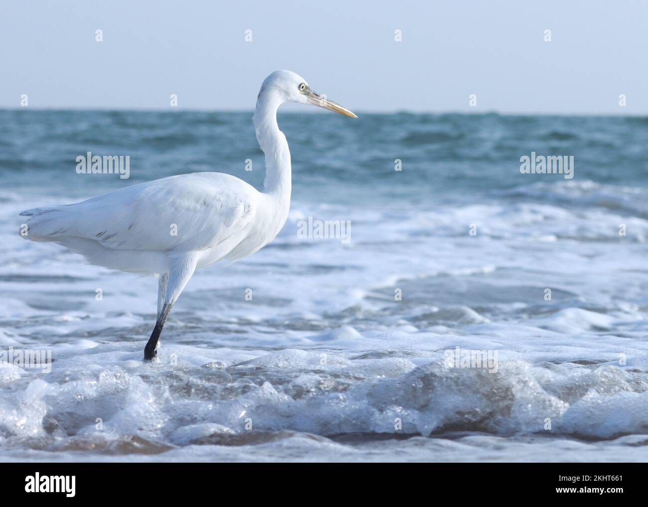 White egret bird wading in ocean water. bird on the beach. waterbird ...